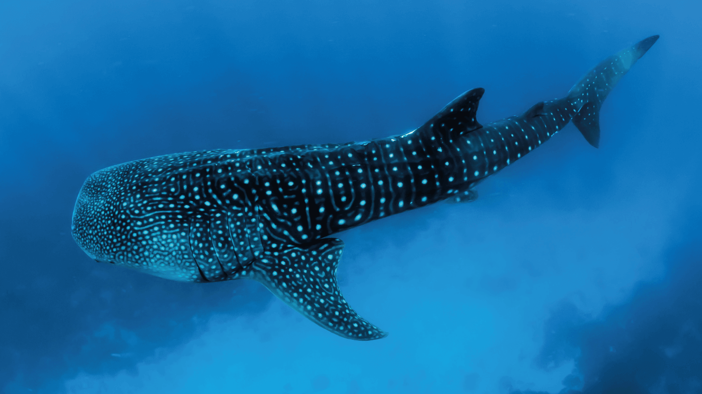 earthgonomic-m-xico-a-c-gigante-entre-los-peces-tibur-n-ballena